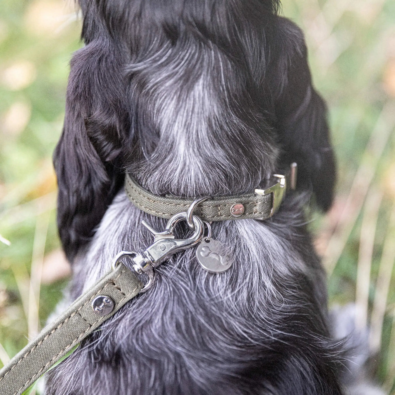 Hundehalsbånd Signature Go Khakigrønn | Denjo Dogs – WePet.no